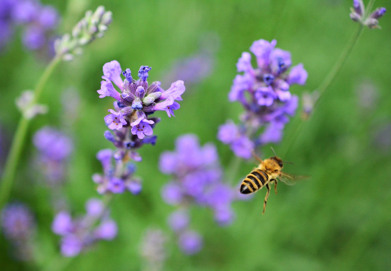 Lavanda kao medonosna biljka: sadnja, prinos meda i značaj