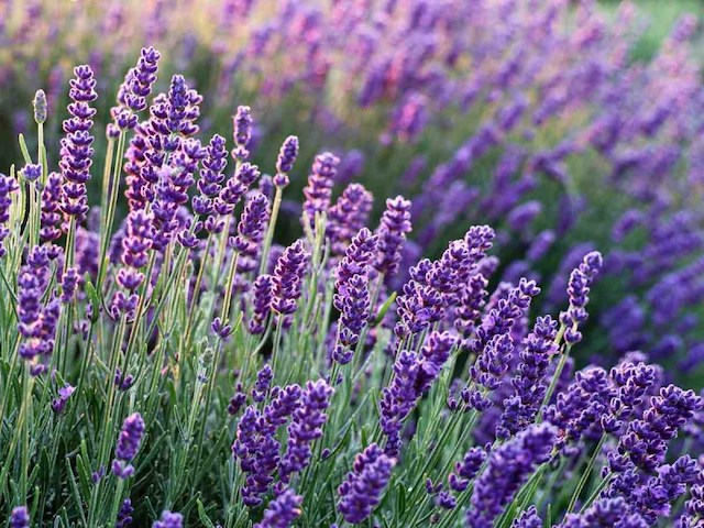 Lavanda kao medonosna biljka: sadnja, prinos meda i značaj